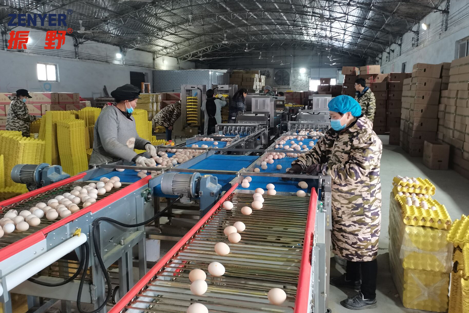 ZYZ-2HD6 egg farm packer(714)