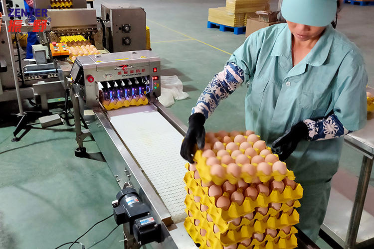 ZENYER FBE85 egg farm packer (713AS)