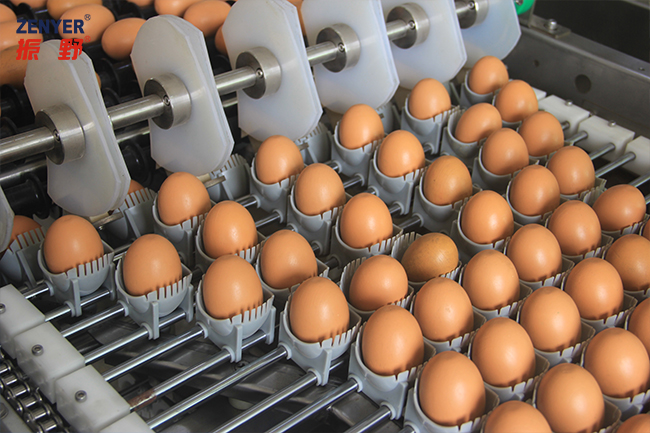 ZENYER FBA55 egg farm packer (711A)